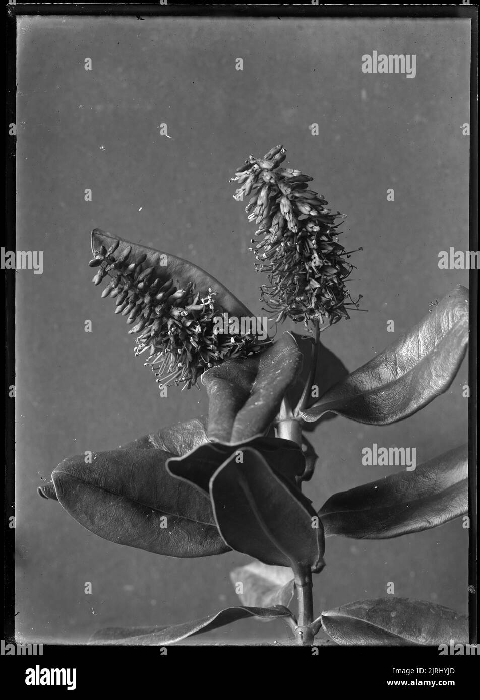 Hebe or Koromiko, circa 1910, by Fred Brockett Stock Photo - Alamy