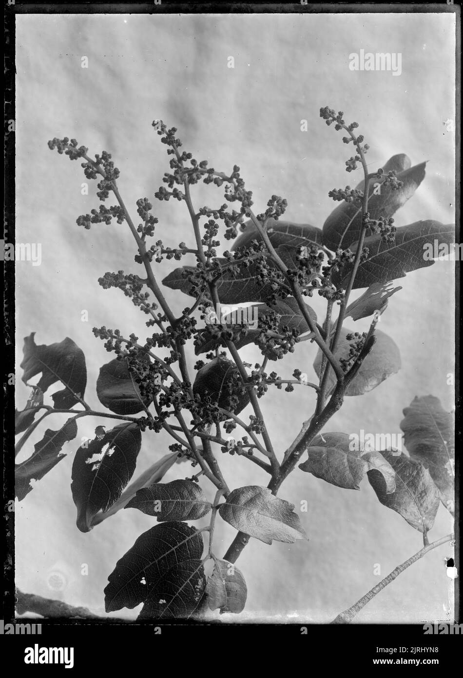 Alectryon excelsum, circa 1910, by Fred Brockett Stock Photo - Alamy