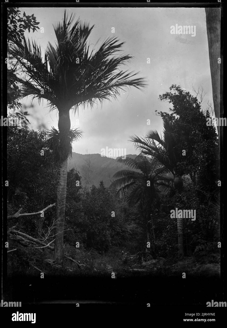 Rhopalostylis sapida, circa 1910, by Fred Brockett Stock Photo - Alamy