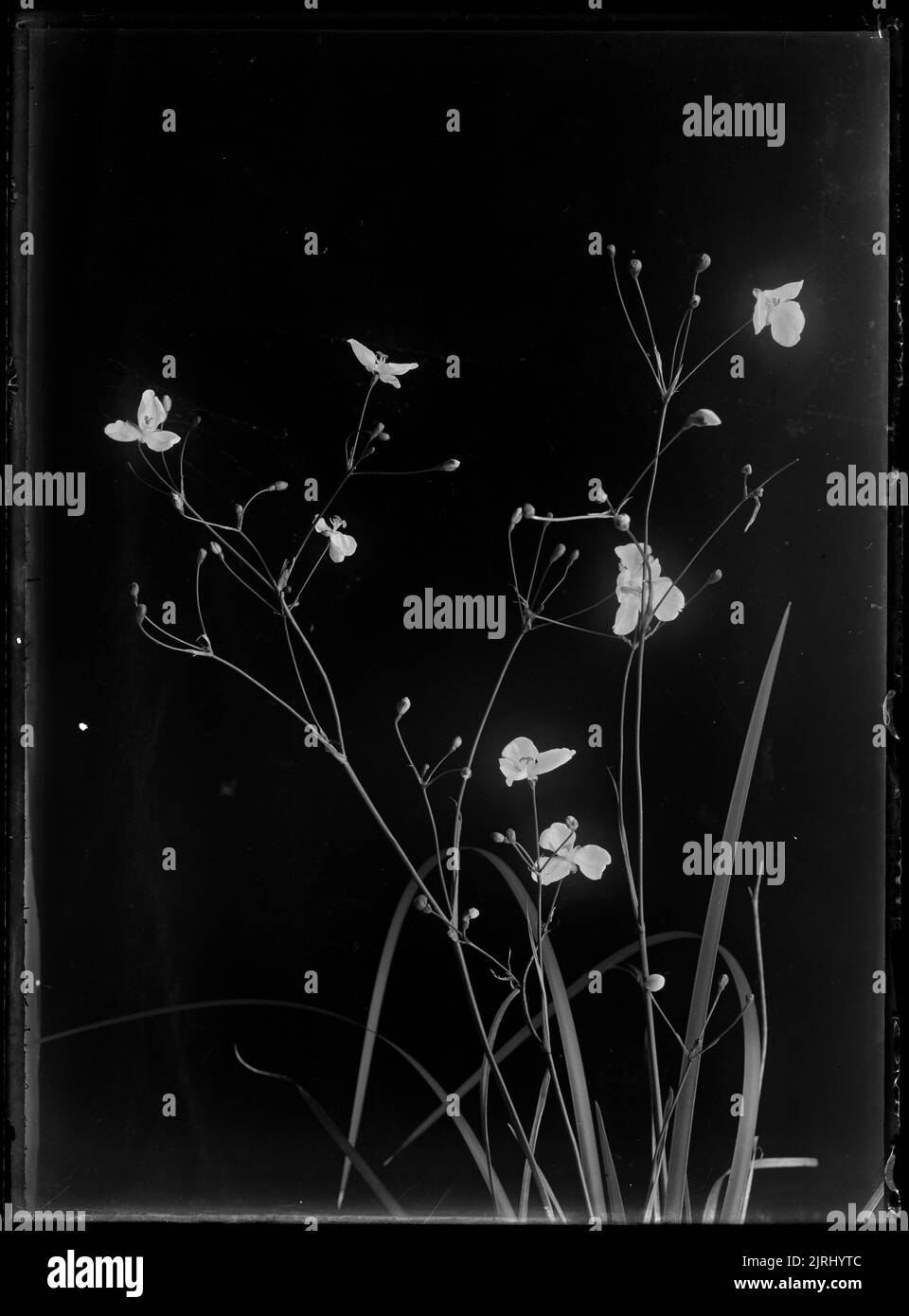 Dianella hi-res stock photography and images - Alamy