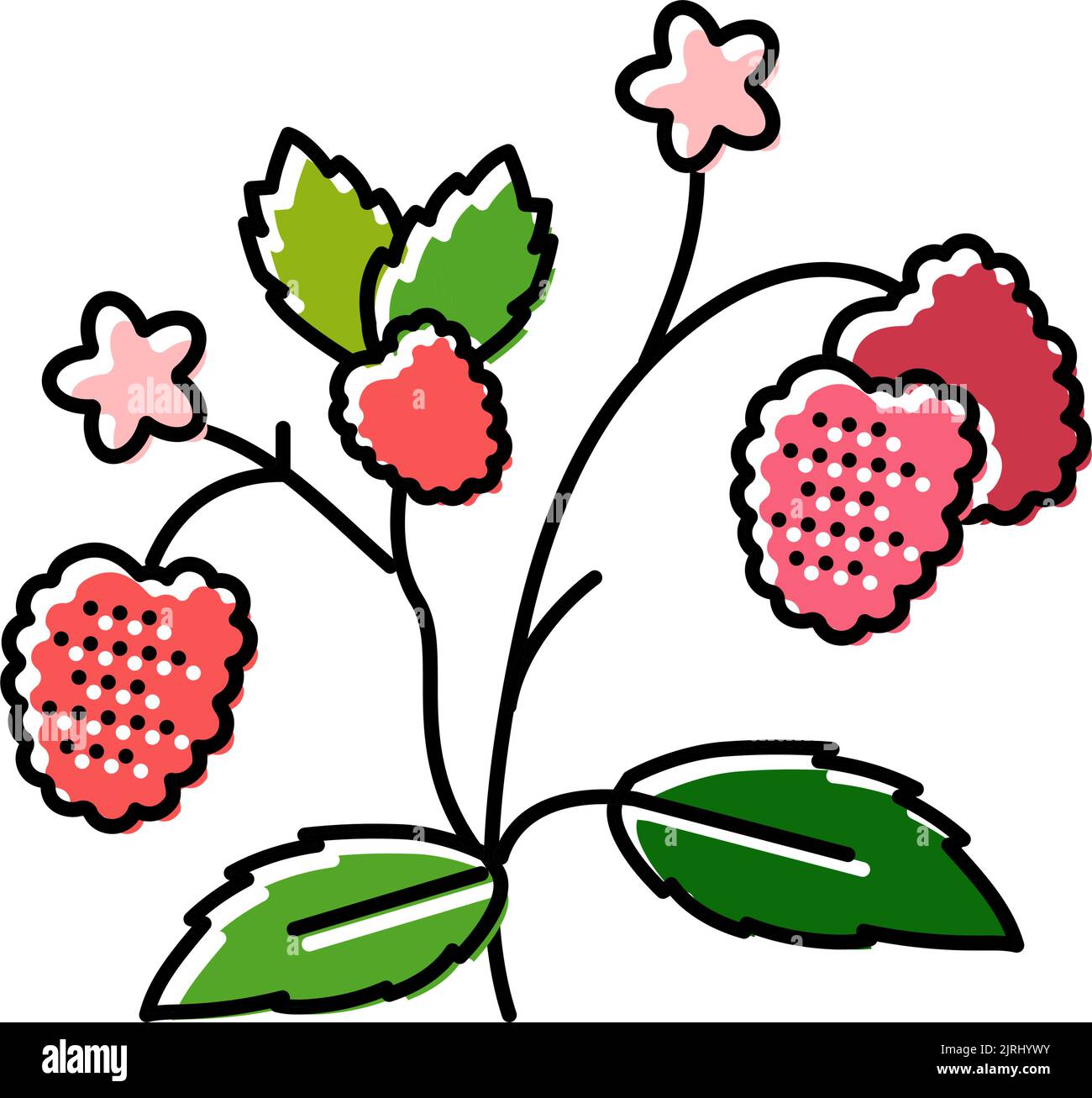 berries plant raspberry fruit color icon vector illustration Stock ...