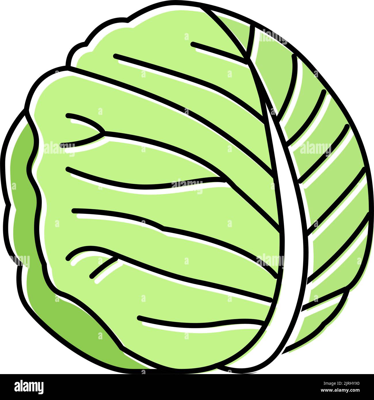 white cabbage color icon vector illustration Stock Vector Image & Art ...
