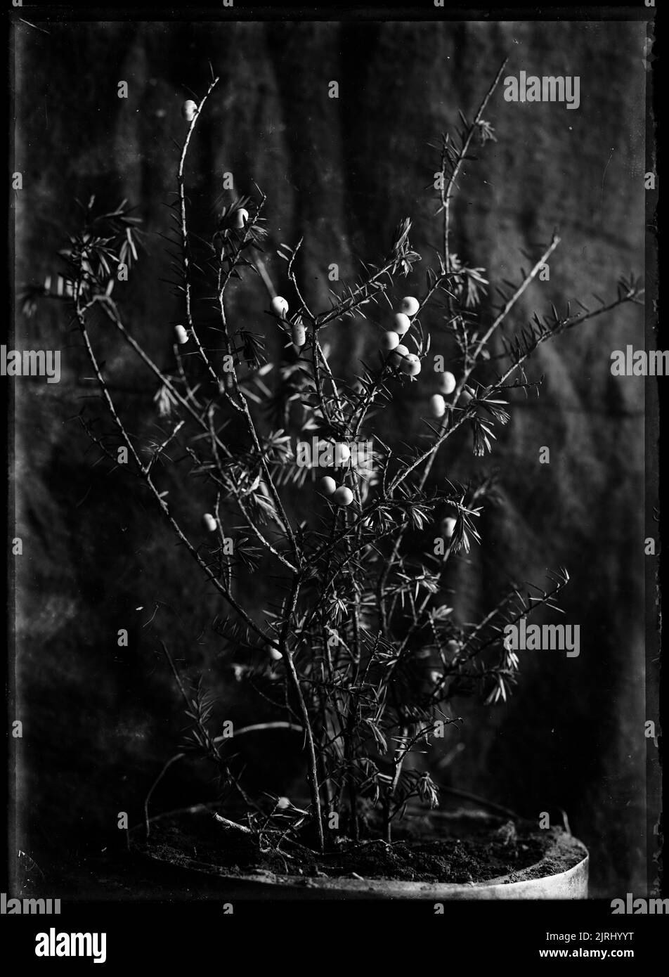 Cyathodes, circa 1910, by Fred Brockett Stock Photo - Alamy