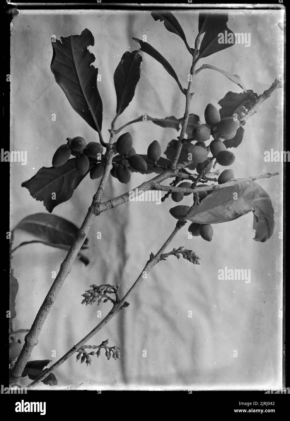 Hedycarya arborea, circa 1910, by Fred Brockett Stock Photo - Alamy