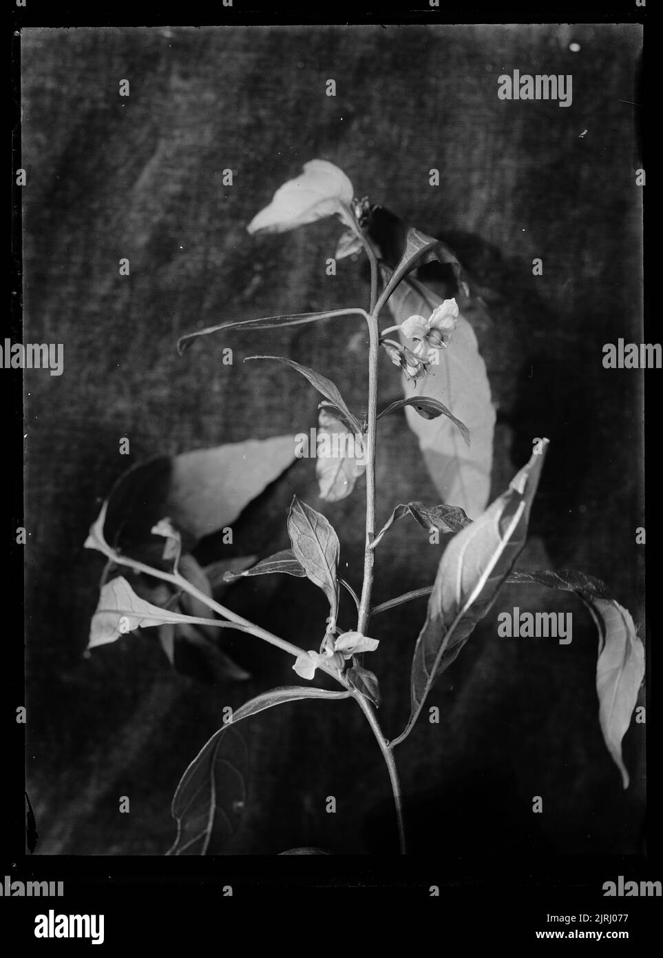 Solanum aviculare or Poroporo, circa 1910, by Fred Brockett Stock Photo ...