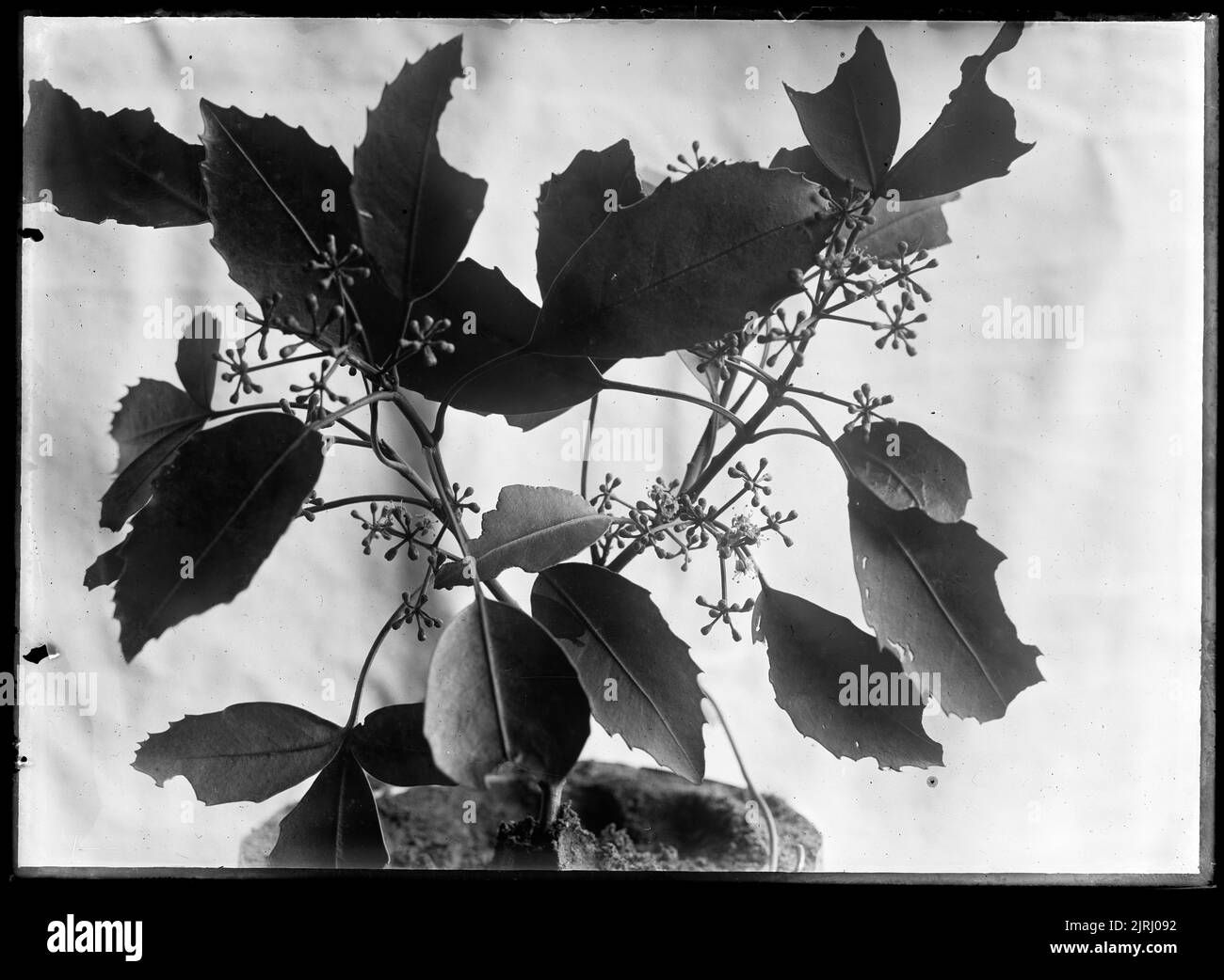 Nothopanax arboreum or Ivy-tree, circa 1910, by Fred Brockett Stock ...