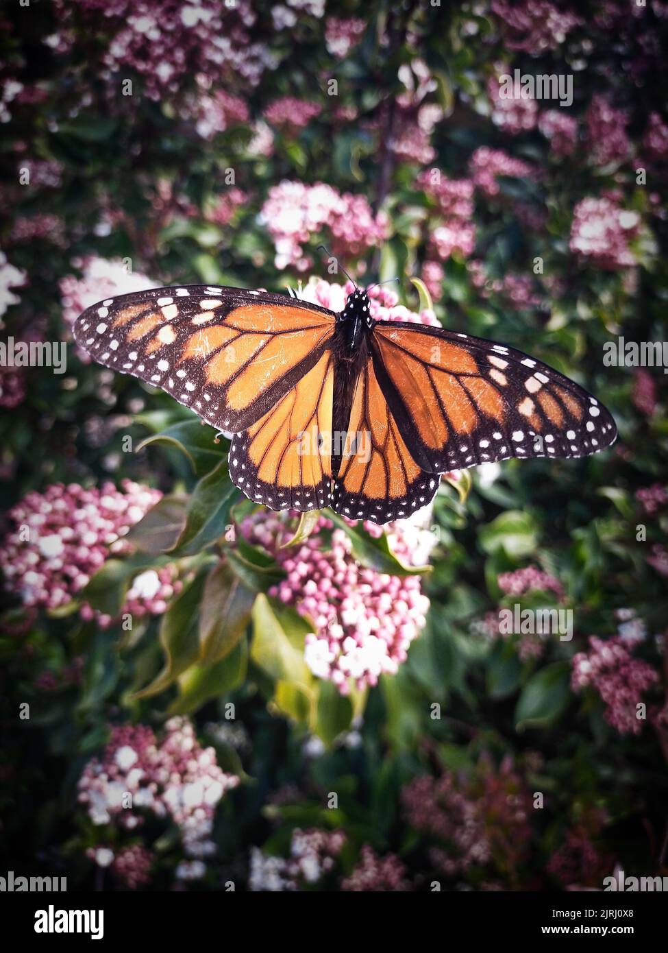 A vertical shot of a female monarch butterfly perched on a pink ...