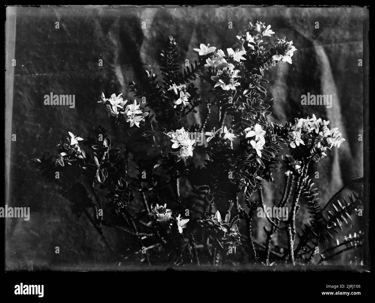 Hebe koromiko hebe koromiko hi-res stock photography and images - Alamy