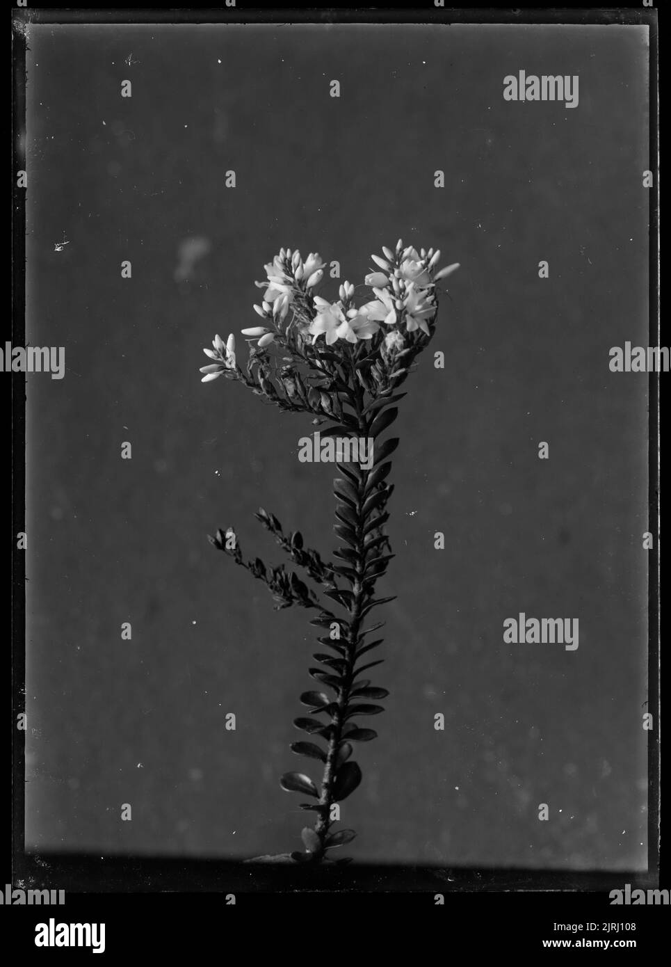 Hebe koromiko hebe koromiko hi-res stock photography and images - Alamy