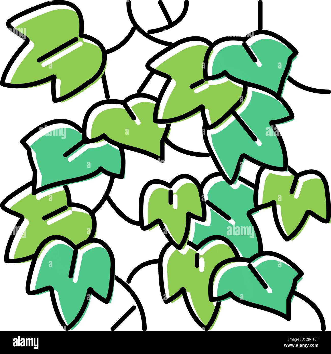 english ivy color icon vector illustration Stock Vector Image & Art - Alamy