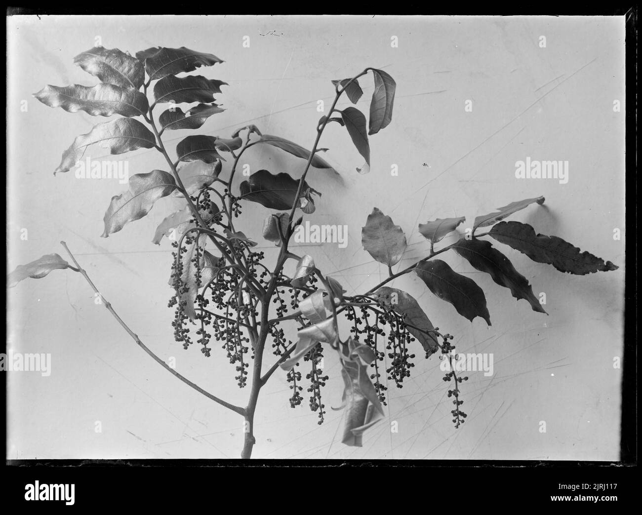 Alectryon excelsum, circa 1910, by Fred Brockett Stock Photo - Alamy