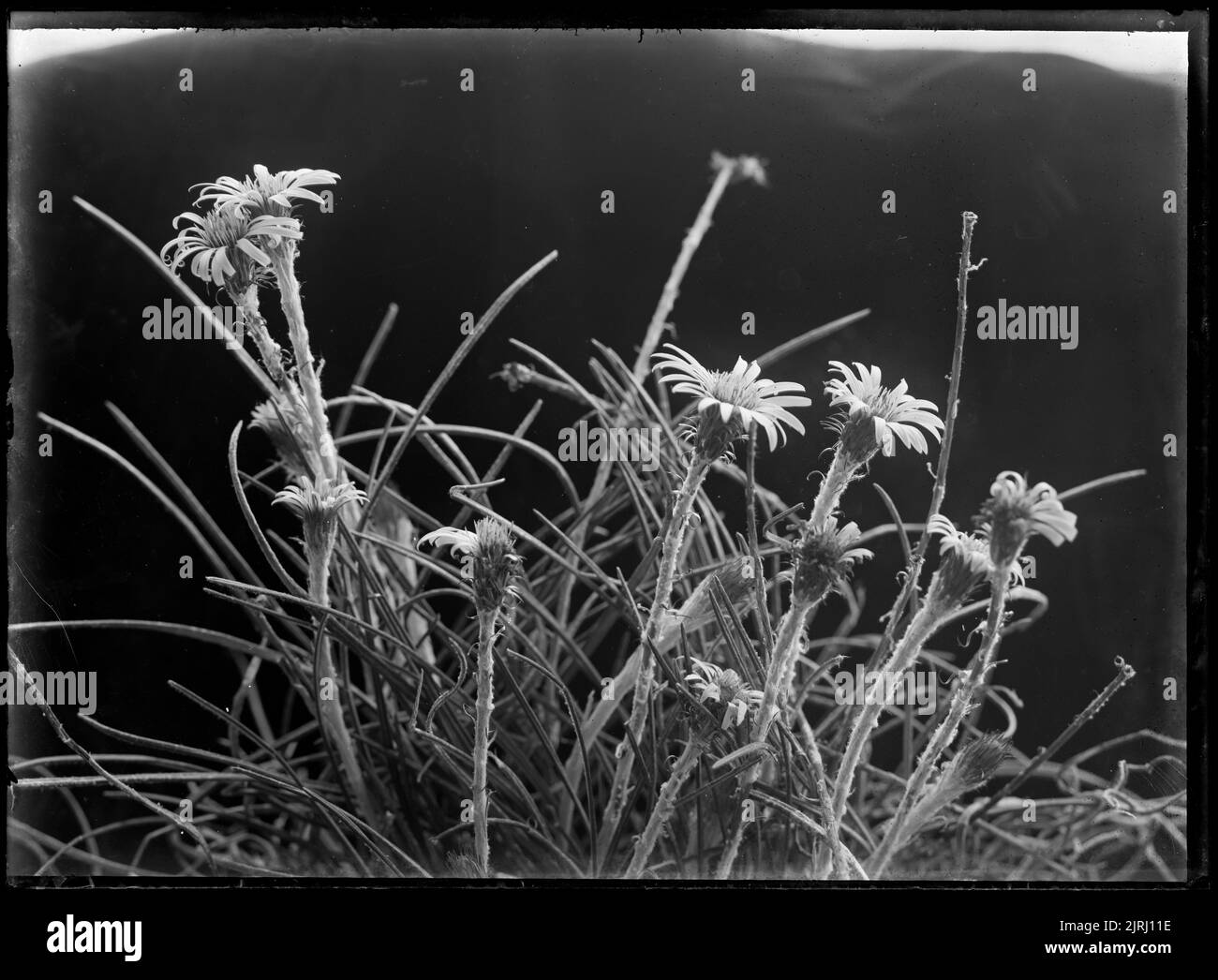 Celmisia, circa 1910, by Fred Brockett Stock Photo - Alamy