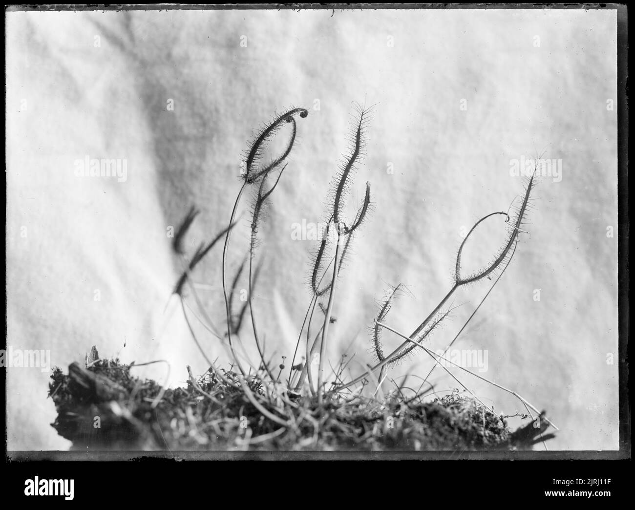 Drosera binata, circa 1910, by Fred Brockett Stock Photo - Alamy
