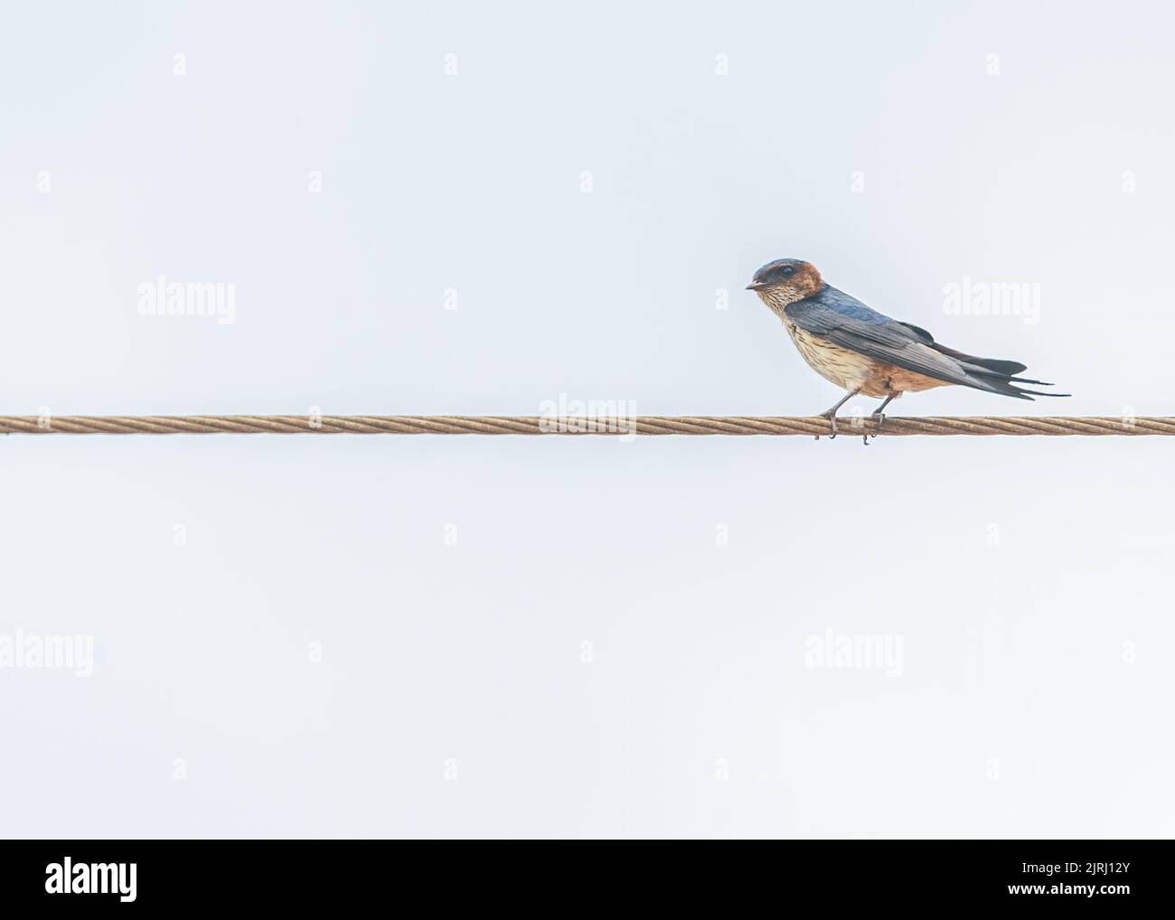 A beautiful shot of red-rumped swallow stands on a wire Stock Photo - Alamy