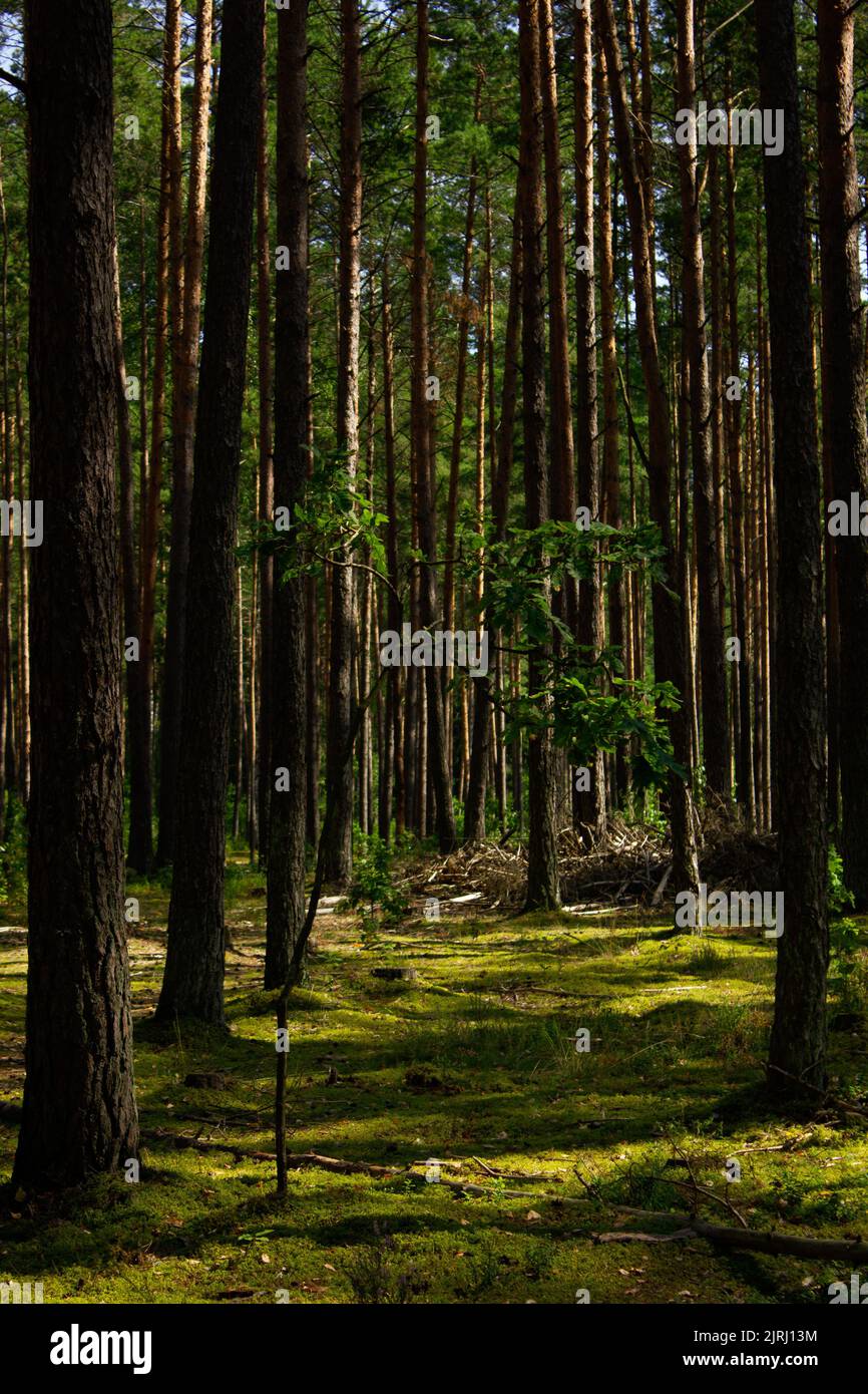 Temperate zone tree leaves hi-res stock photography and images - Alamy