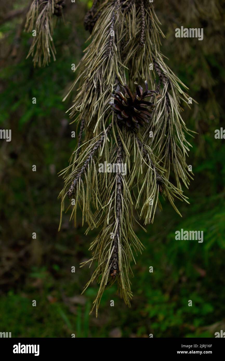 A Closeup shot for Pinus patula plant with green background Stock Photo ...