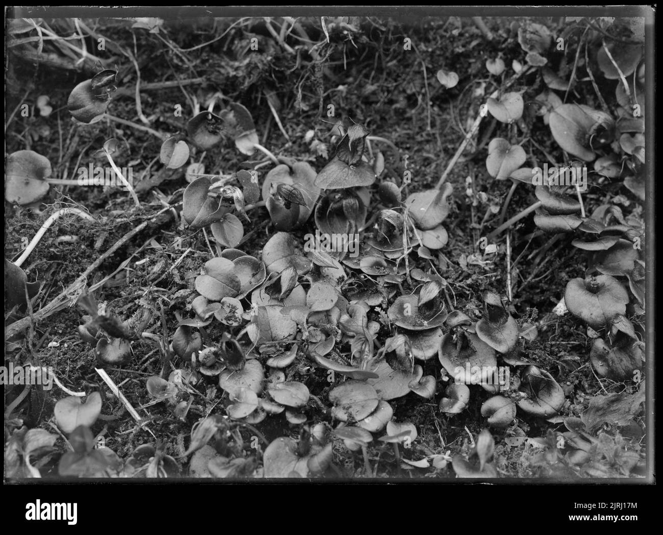 Corybas hi-res stock photography and images - Alamy