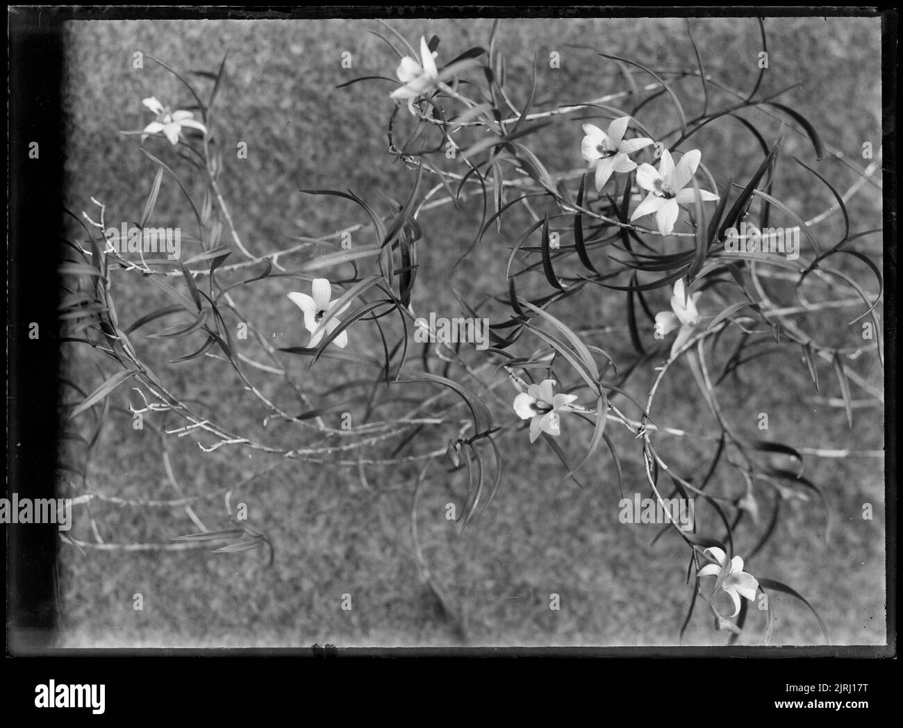 Dendrobium cunninghamii, circa 1910, by Fred Brockett Stock Photo - Alamy
