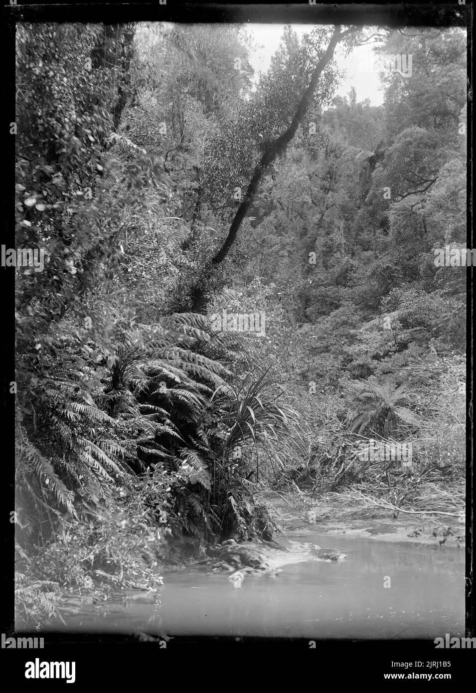 Bush Creek, Pipiriki, 25 December 1905, by Fred Brockett Stock Photo ...