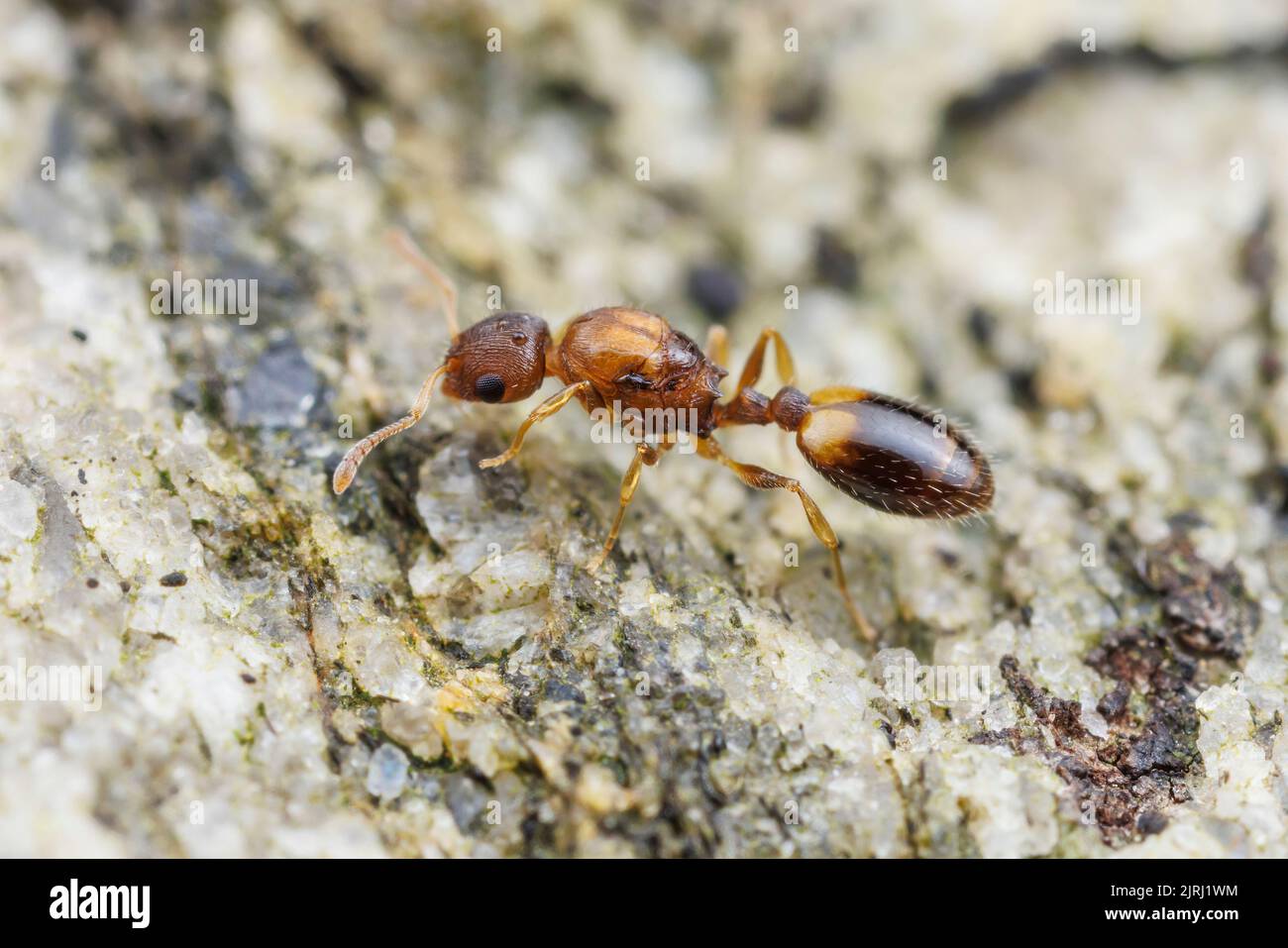 A Dulotic Acorn Ant (Temnothorax duloticus) queen, wingless after ...