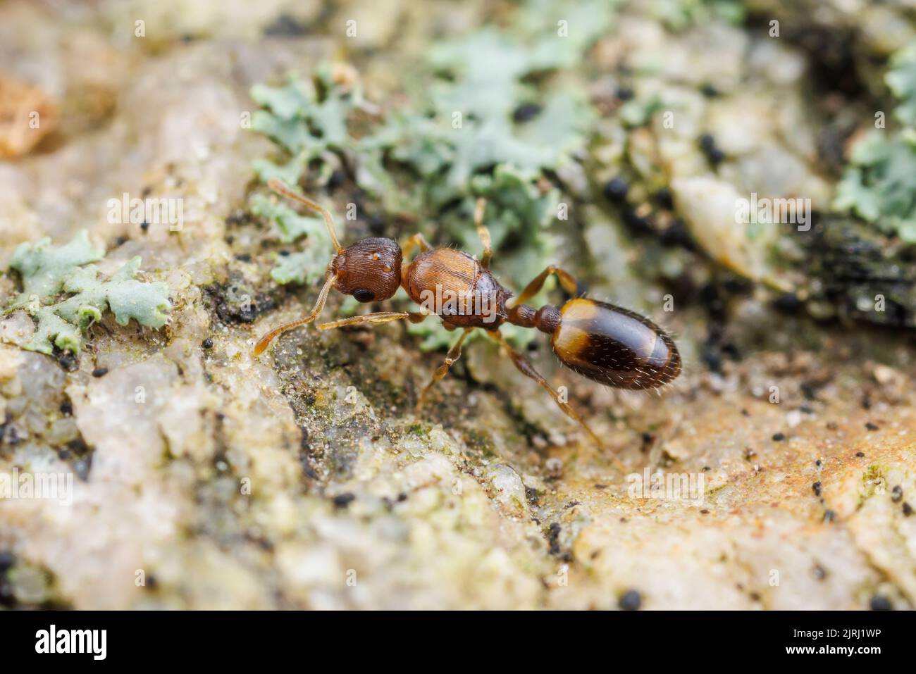 A Dulotic Acorn Ant (Temnothorax duloticus) queen, wingless after ...