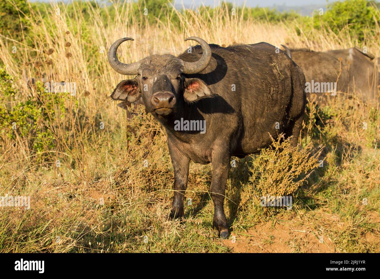 One african buffalo syncerus hi-res stock photography and images - Alamy
