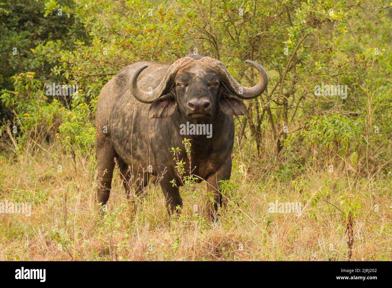 African buffalo cape syncerus hi-res stock photography and images - Alamy