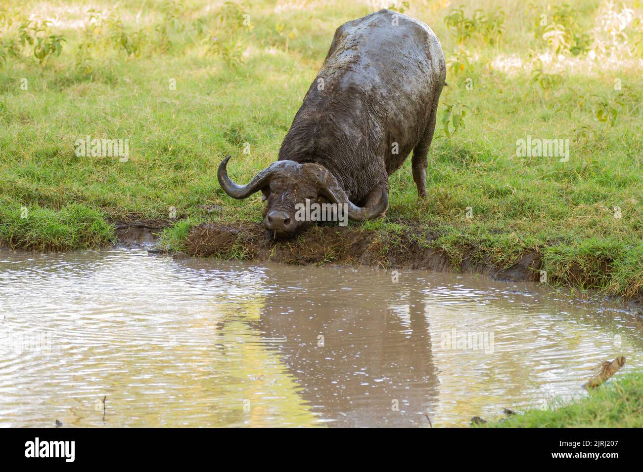 Adult water buffalo hi-res stock photography and images - Alamy