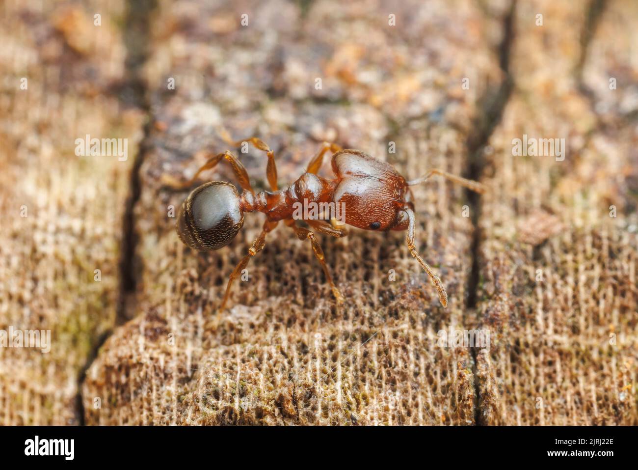 Major worker ant hi-res stock photography and images - Alamy