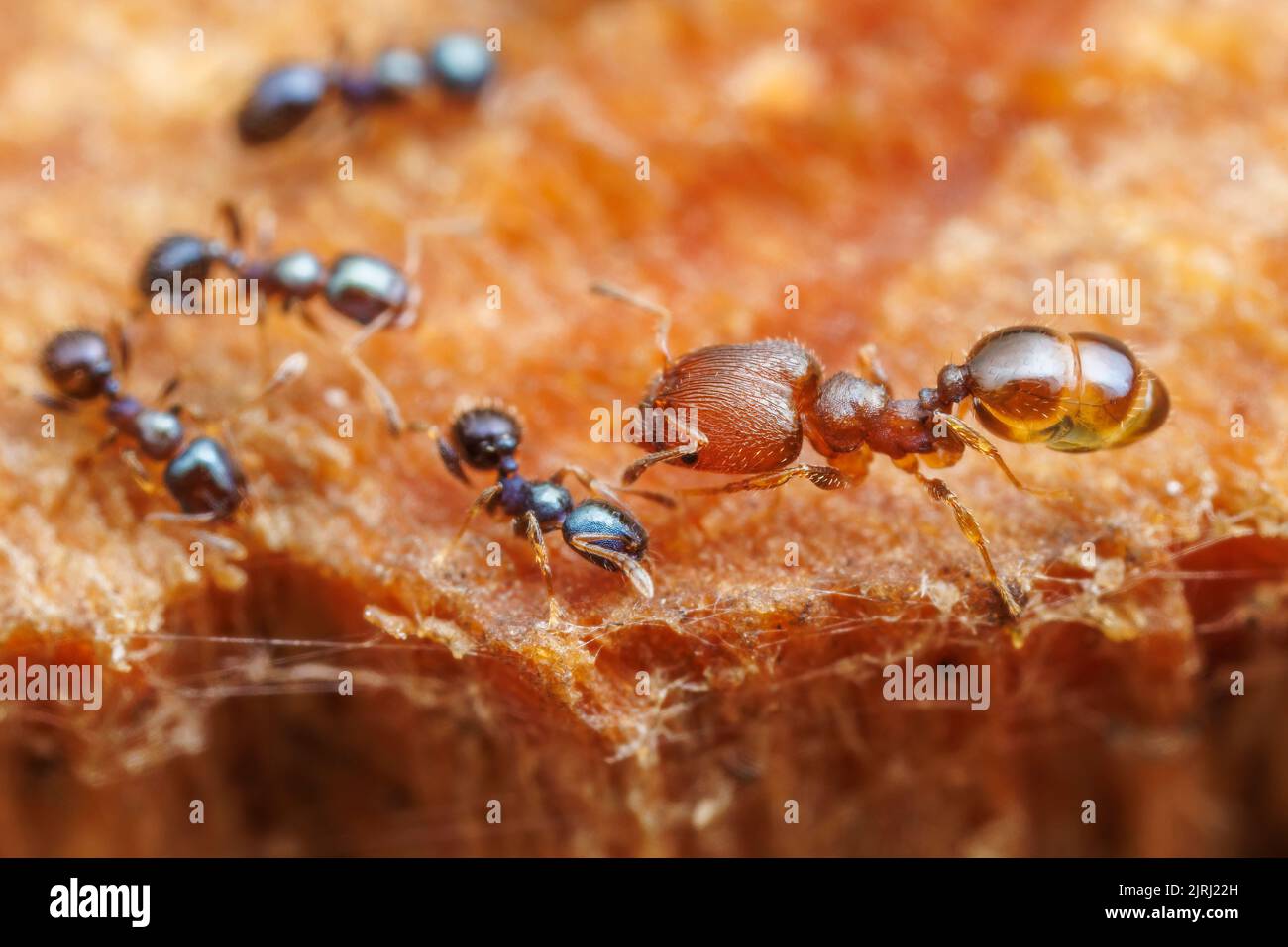 Big-headed Ant (Pheidole metallescens) major and minor workers ...