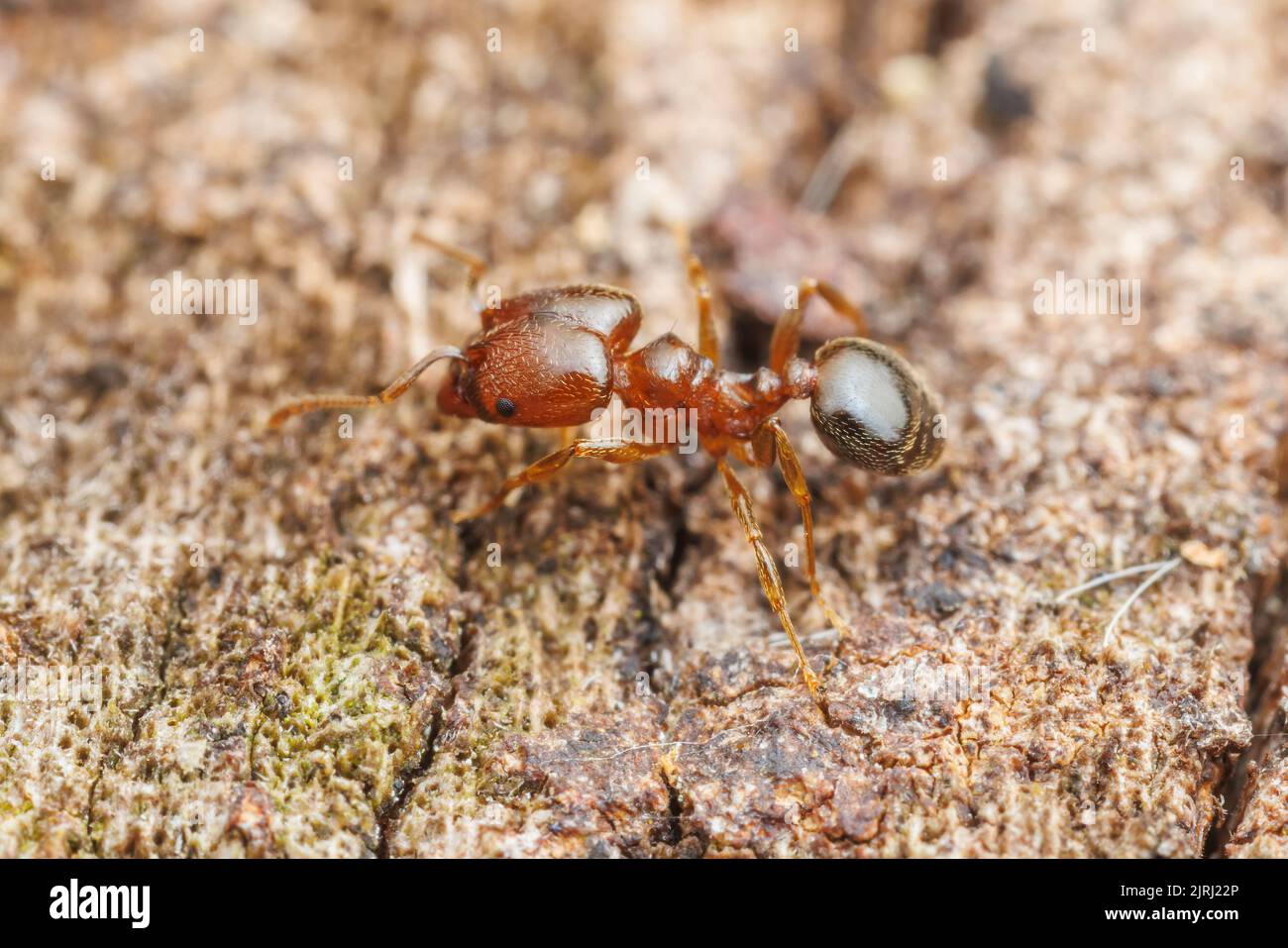 Big-headed Ant (Pheidole crassicornis) - Major Worker Stock Photo - Alamy