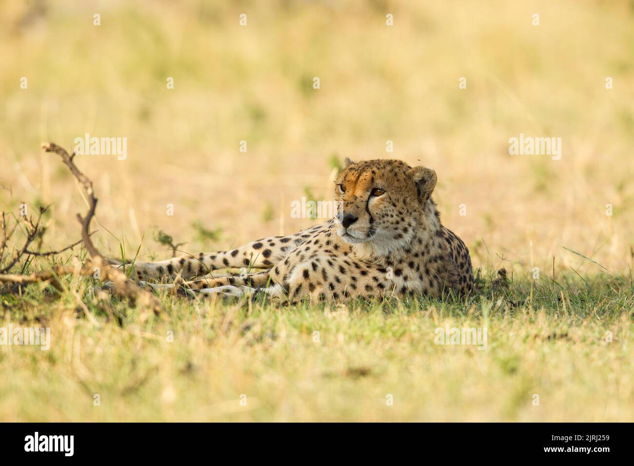 Cheetah lying down hi-res stock photography and images - Alamy