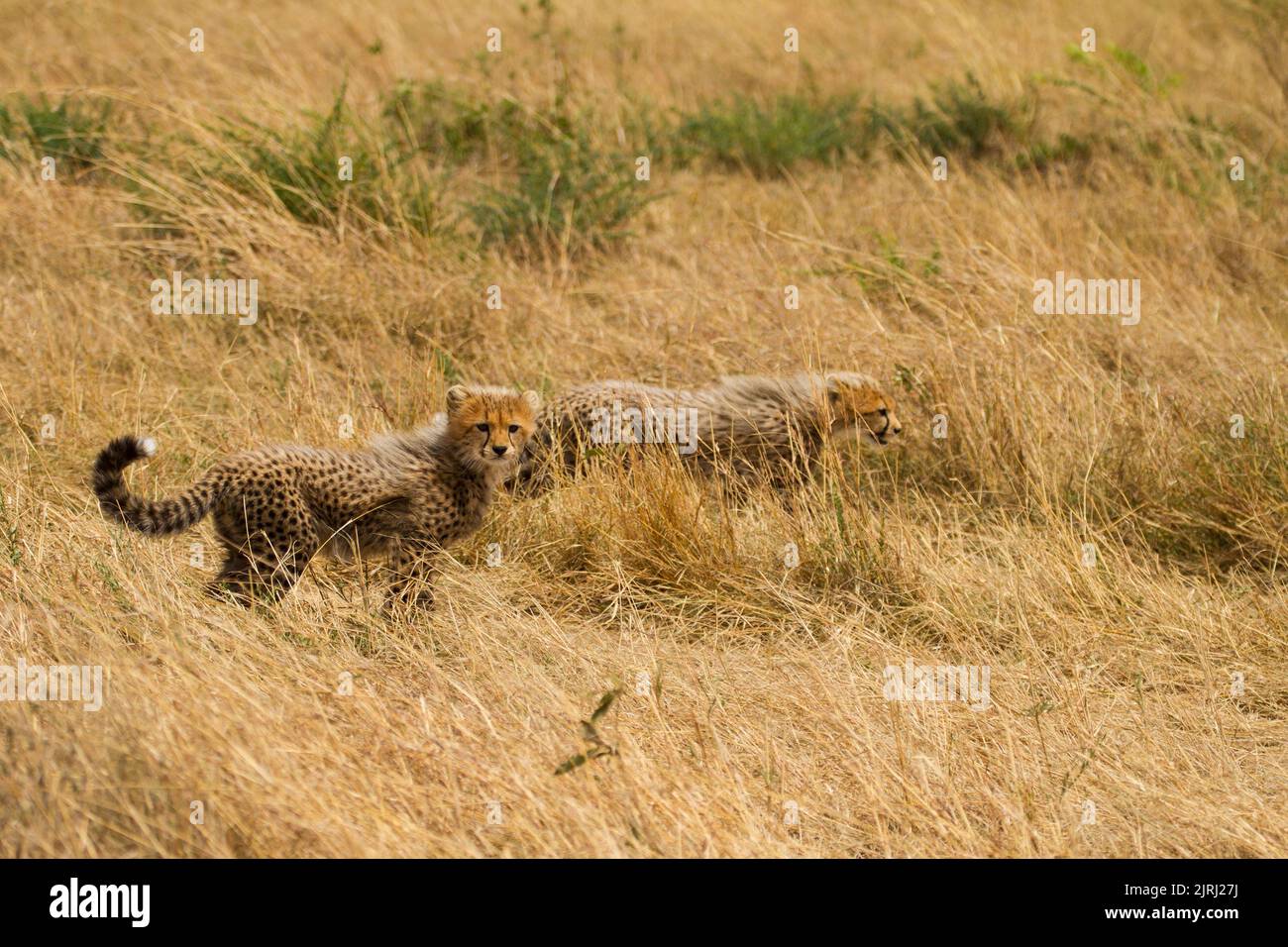 Walking cheetah cub hi-res stock photography and images - Alamy