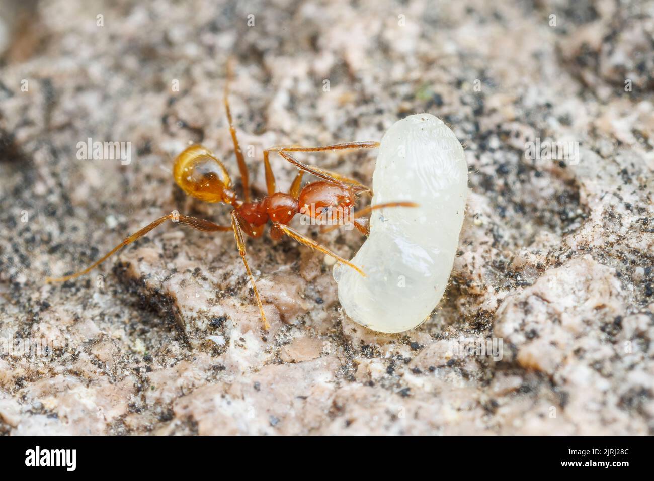 A Big-headed Ant (Pheidole hyatti) worker relocates a pupa in a ...