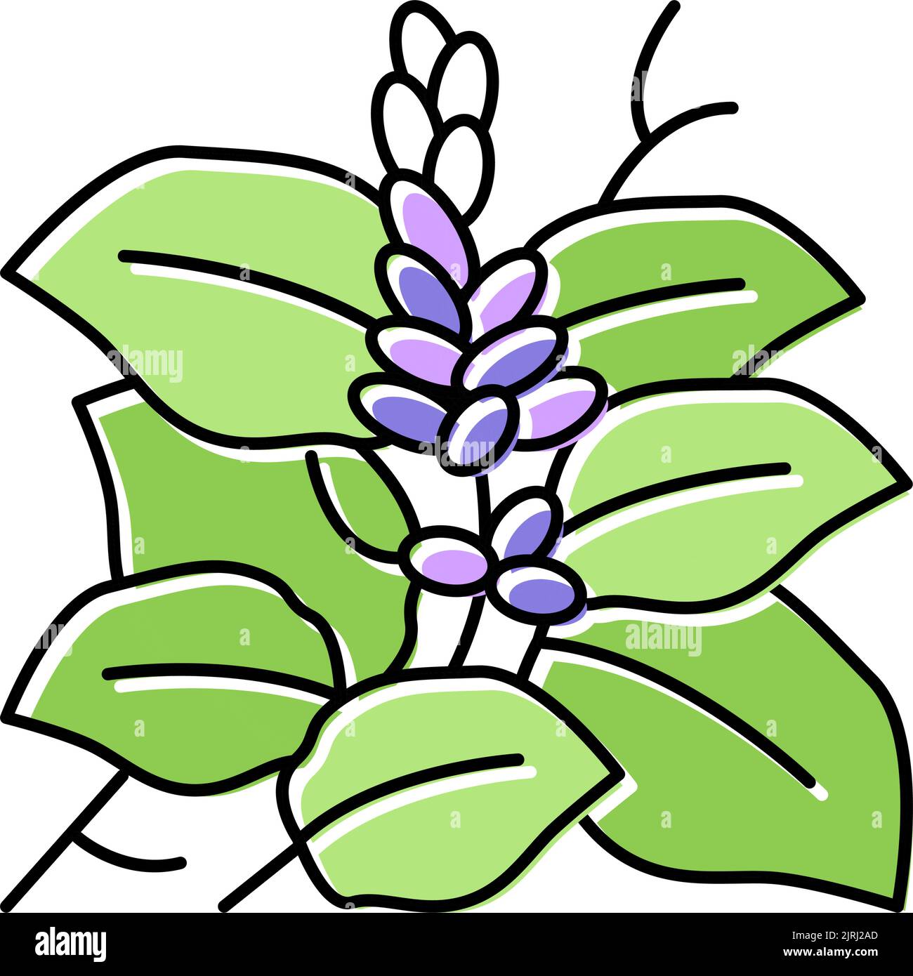 kudzu plant color icon vector illustration Stock Vector Image & Art - Alamy