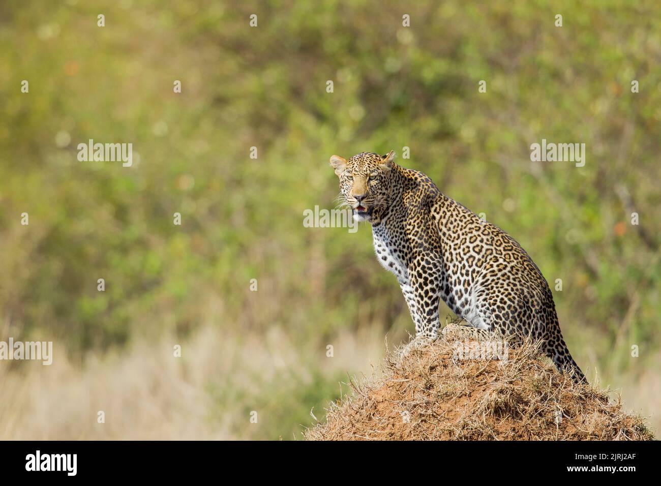 Panthera pardus pardus sitting hi-res stock photography and images - Alamy