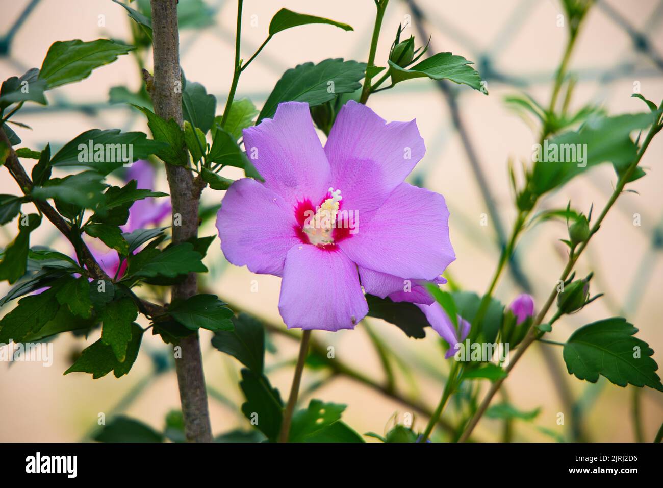 Hibiscus syriacus bloom hi-res stock photography and images - Alamy