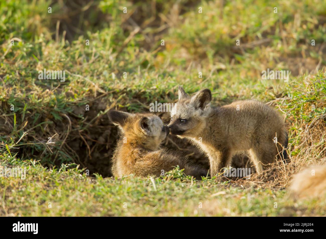 Bat-eared Fox (Otocyon megalotis) kits at a den site Stock Photo - Alamy