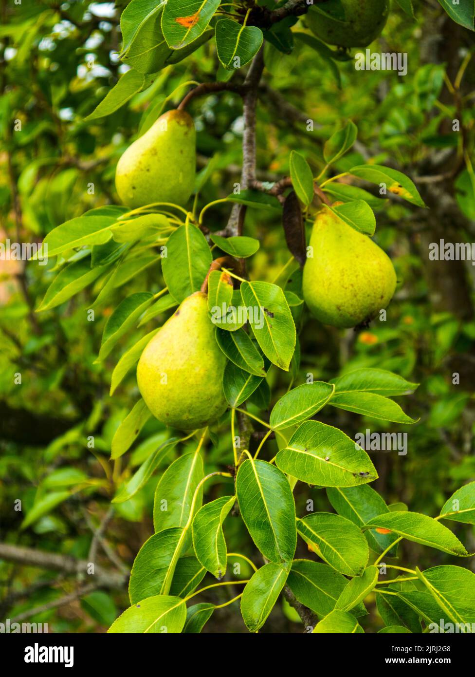 Pear tree almost ready to harvest in a Northern English garden Stock ...