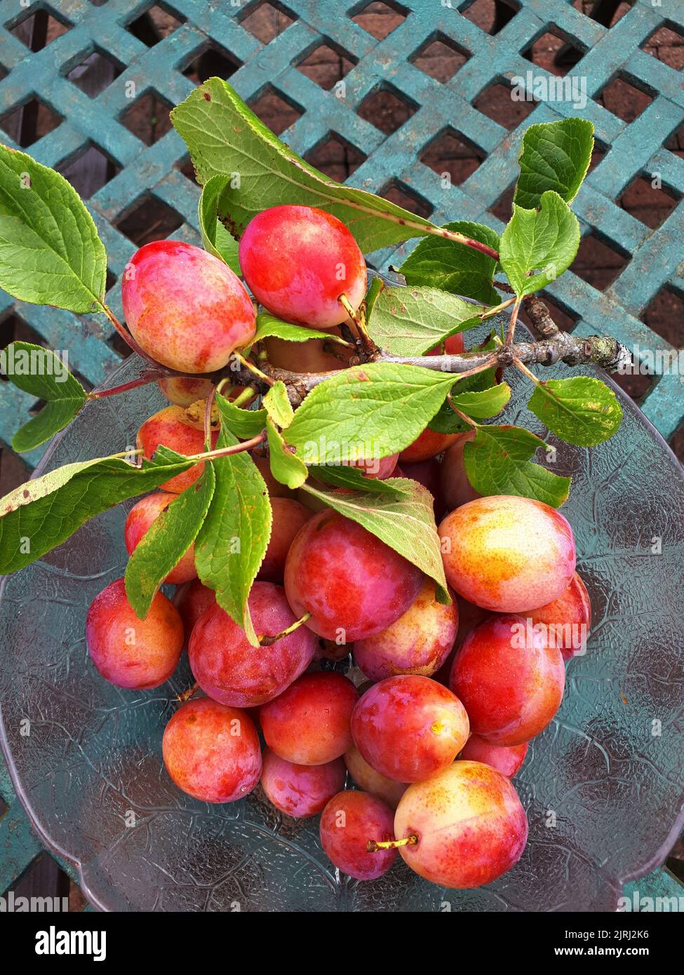 Fruit trees and fruit in a garden in Northern England Stock Photo - Alamy