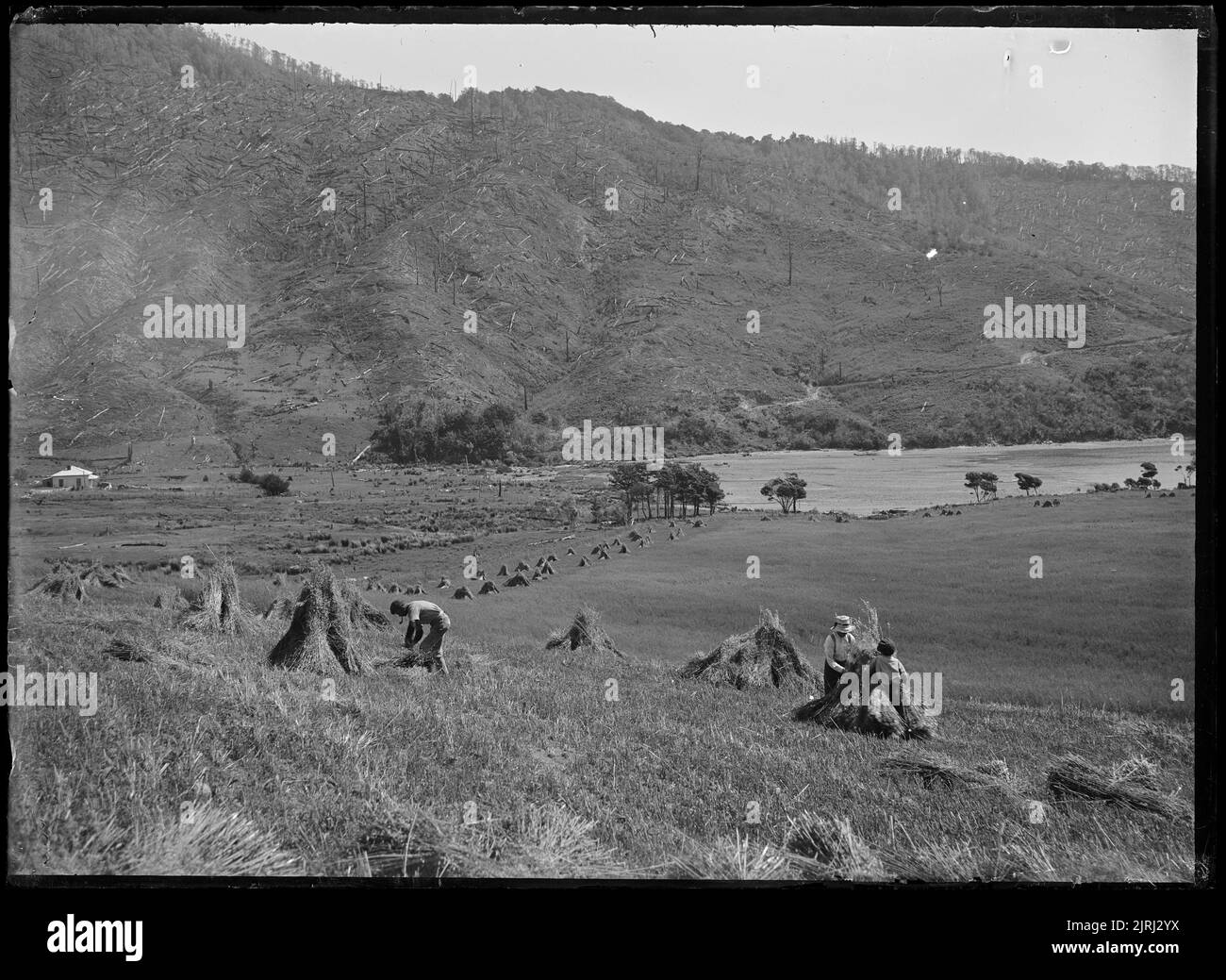 Honourable Mill's Farm near Crail Bay - Harvesting Hay, 1908, by Fred ...