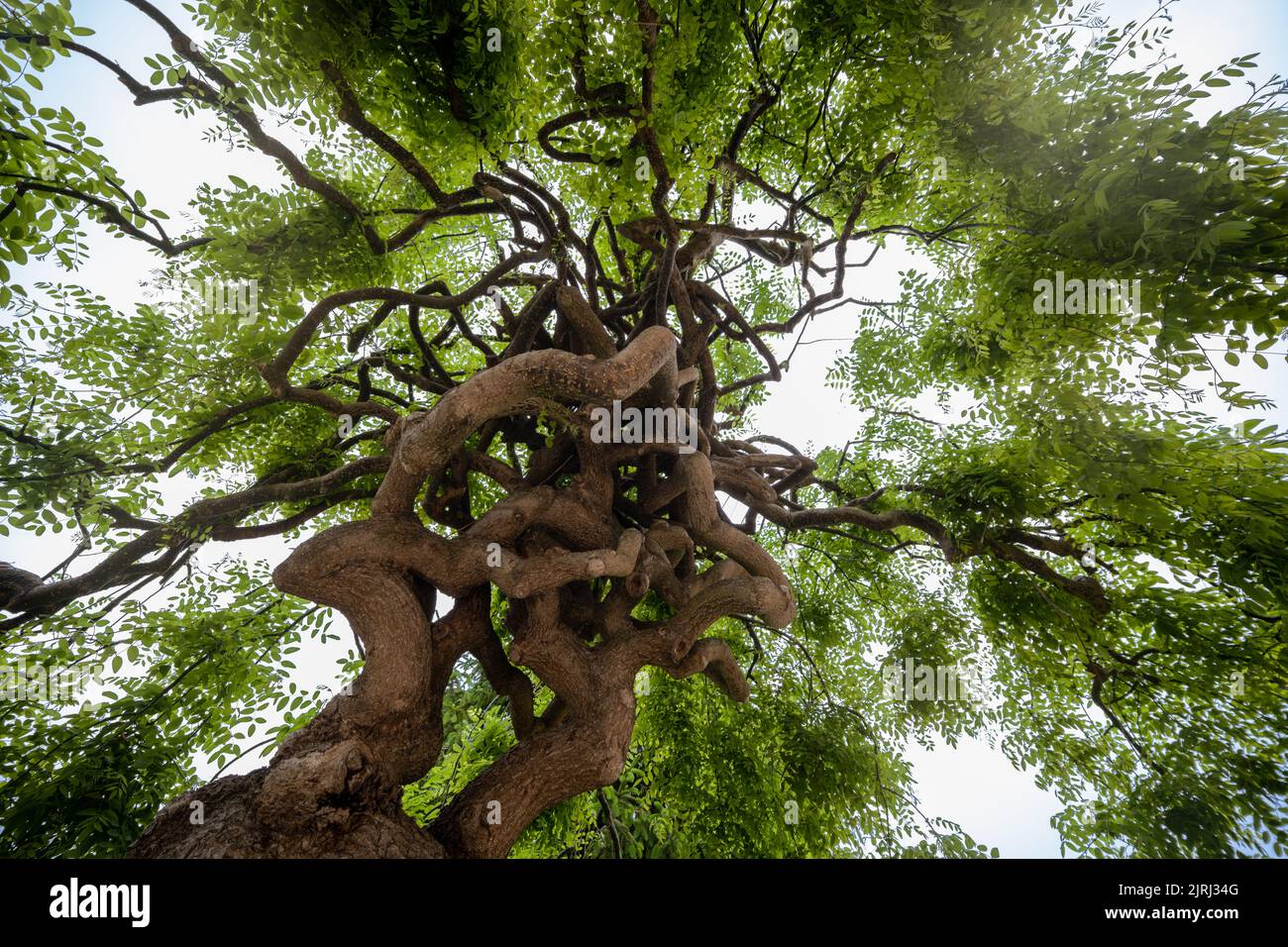 Tree with entangled twisting branches Stock Photo - Alamy