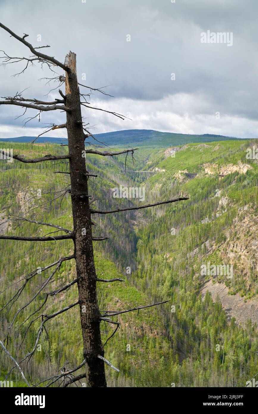 Burnt Tree Myra Canyon Kelowna Canada. A burnt tree on the edge of Myra ...