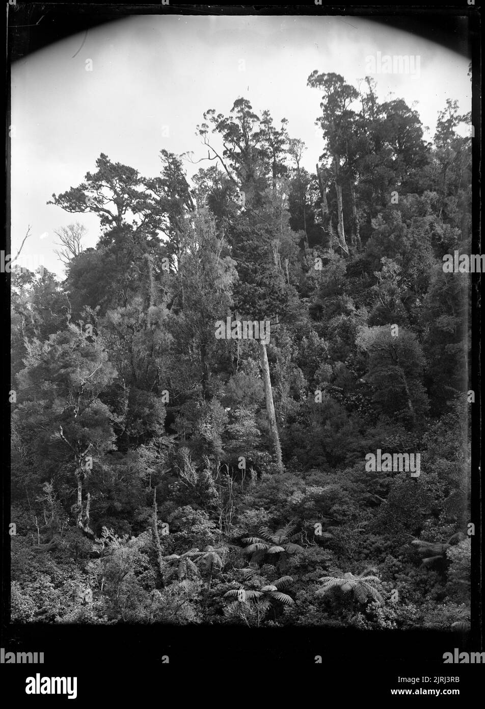 New Zealand Bush - North Island, circa 1903, by Fred Brockett Stock ...