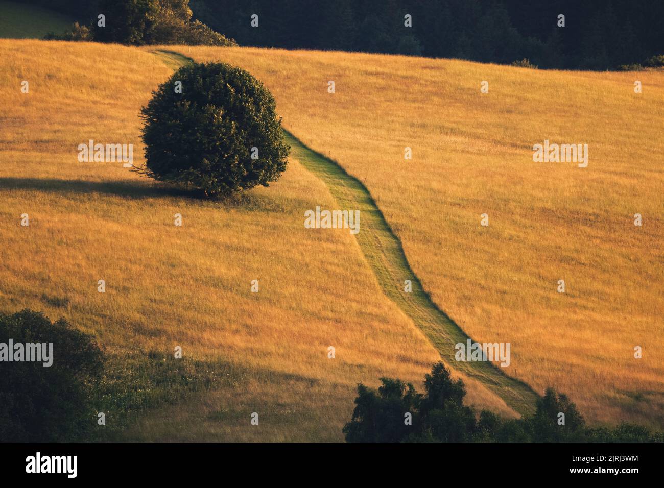 A beautiful path through the golden meadow in a field stretching to a ...
