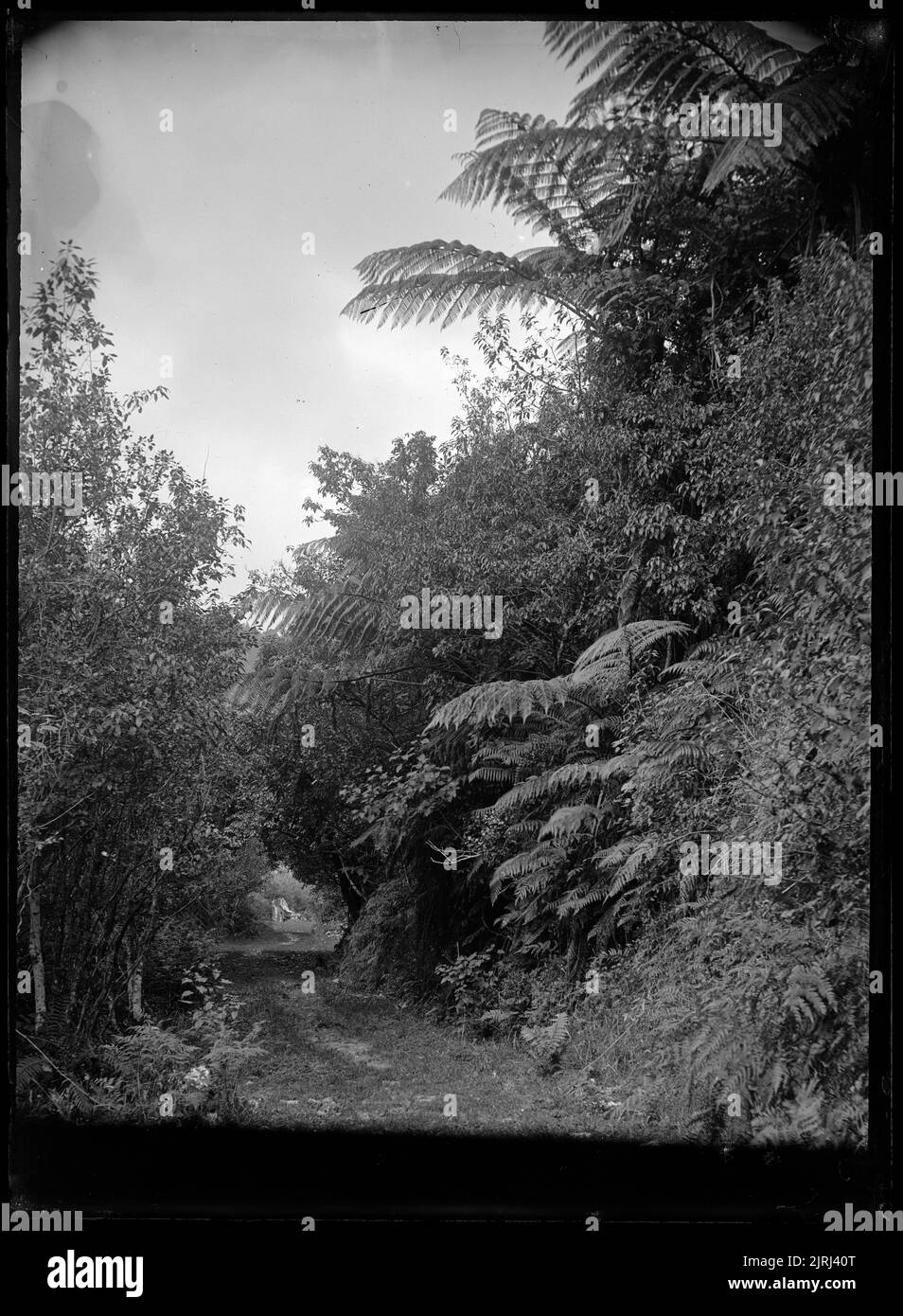 Bush Road, circa 1910, by Fred Brockett Stock Photo - Alamy