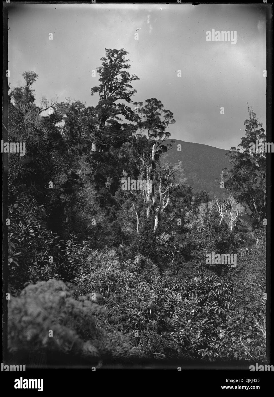 Native bush native bush Black and White Stock Photos & Images - Alamy