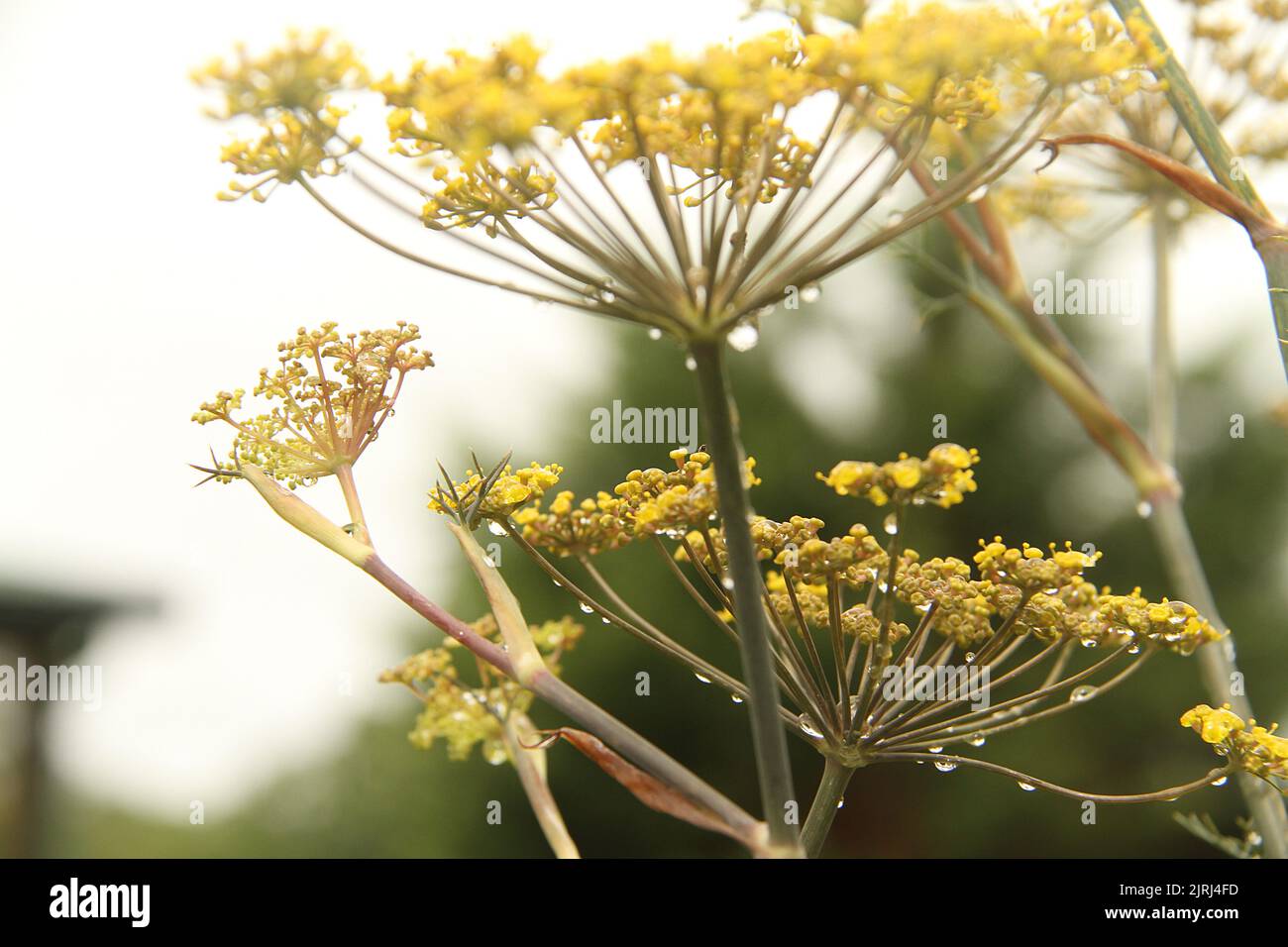 Fennel flowers (Foeniculum vulgare) with rain drops Stock Photo - Alamy