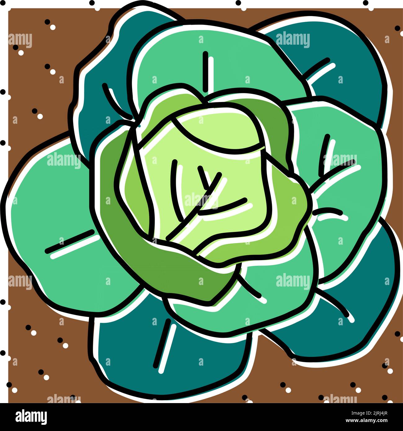 plant cabbage growing on farmland color icon vector illustration Stock ...