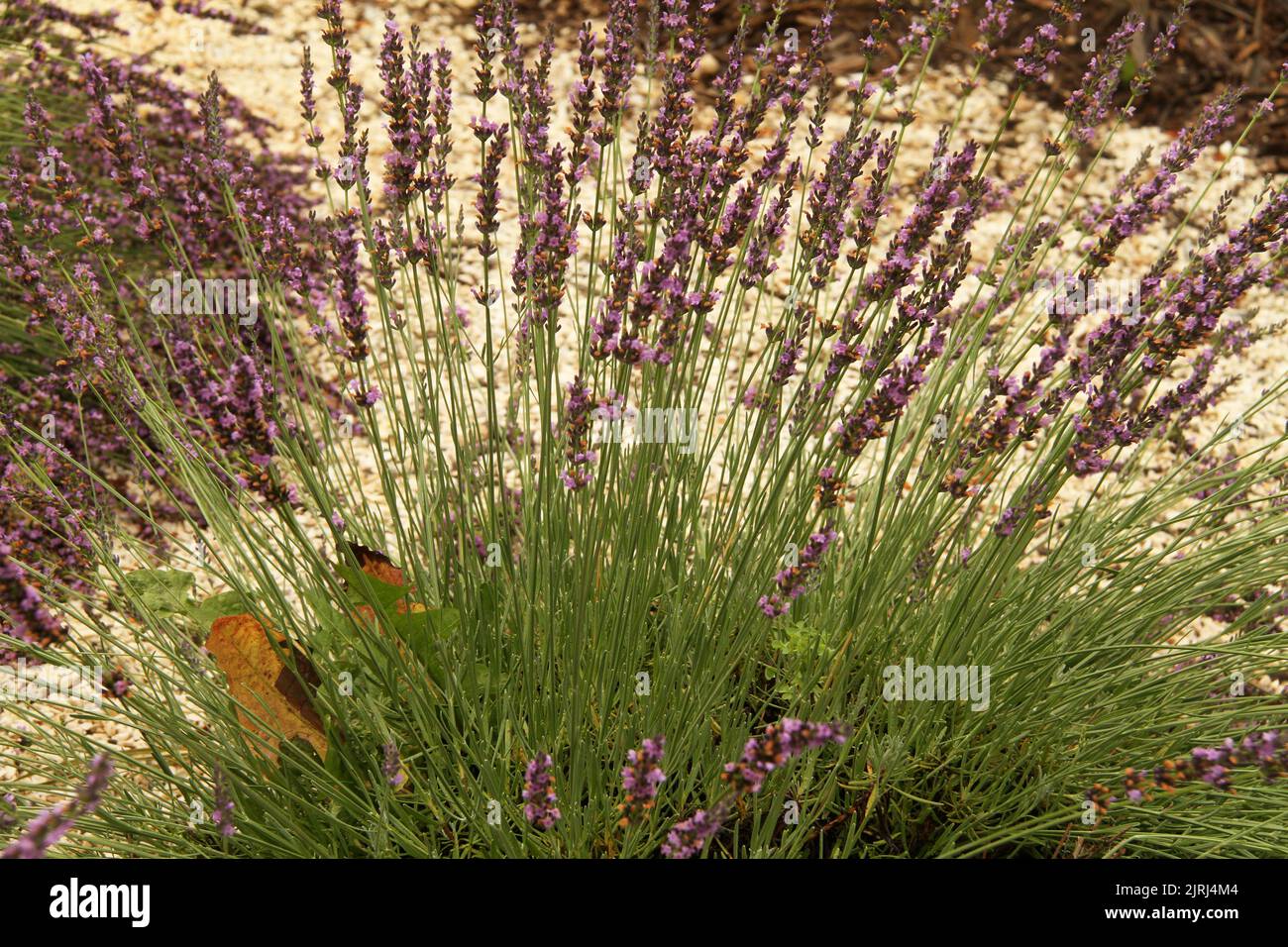 Lavender plants in bloom Stock Photo - Alamy